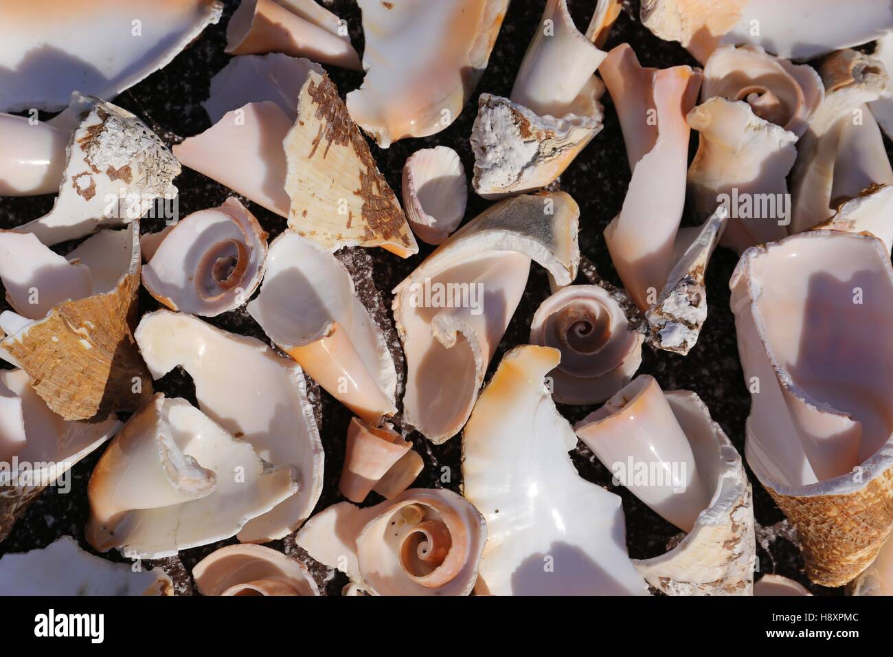 Scallop Shell Black Background High Resolution Stock Photography and ...