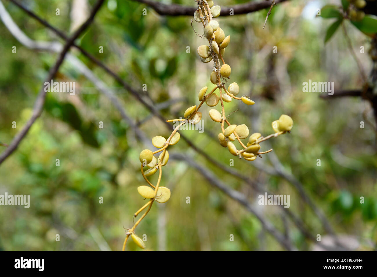 Ant Plant Myrmecodia tuberosa in rainforest at Bako National Park ...