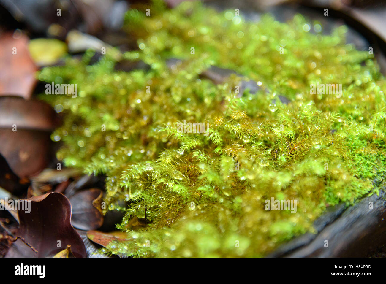 Moss with drops of rain in rainforest at Bako National Park. Sarawak ...