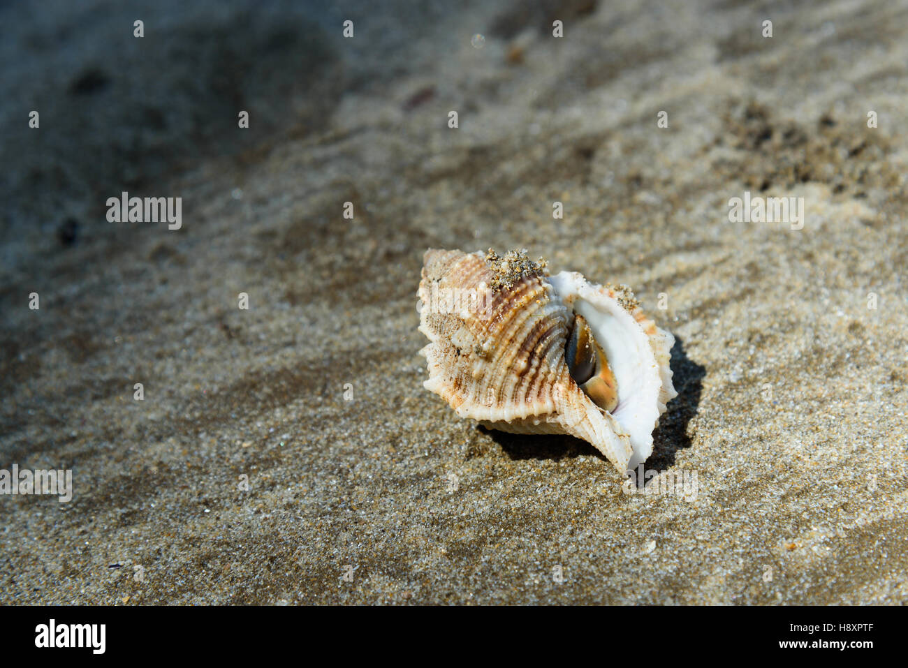 Empty crab shell hi-res stock photography and images - Alamy