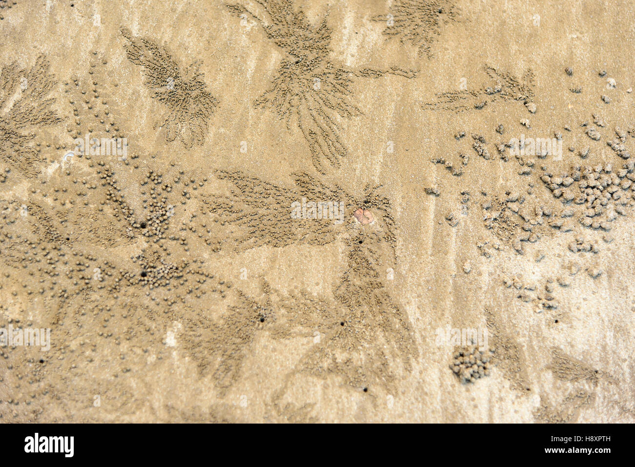 Footprints, crab tracks on sand. Tajor beach in Bako National Park ...
