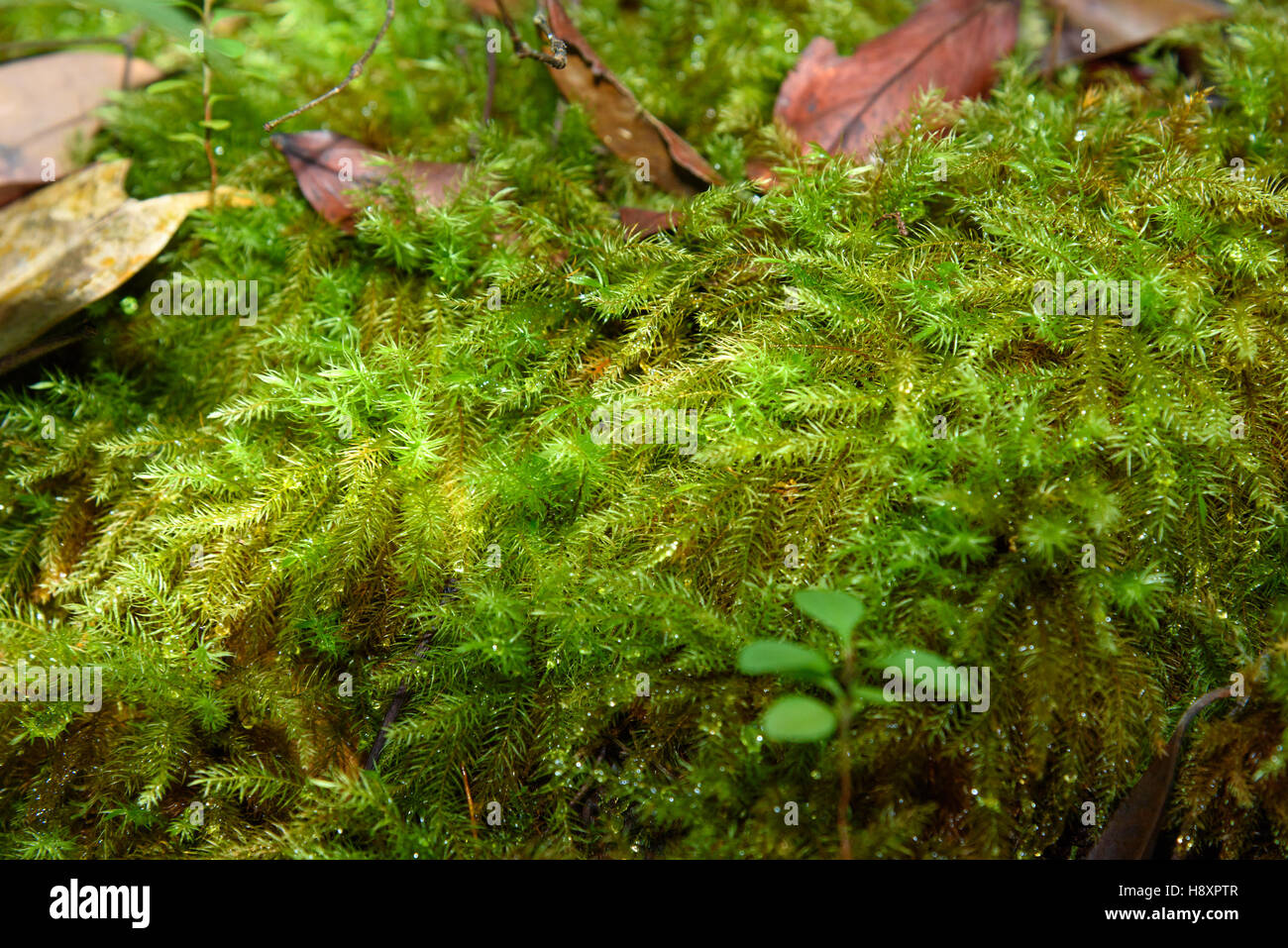 Moss with drops of rain in rainforest at Bako National Park. Sarawak ...