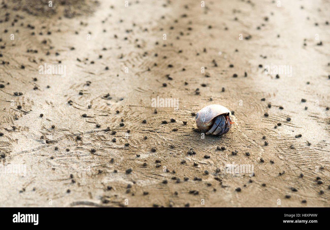 Hermit crab and detritus balls on beach in Bako National Park, Sarawak ...