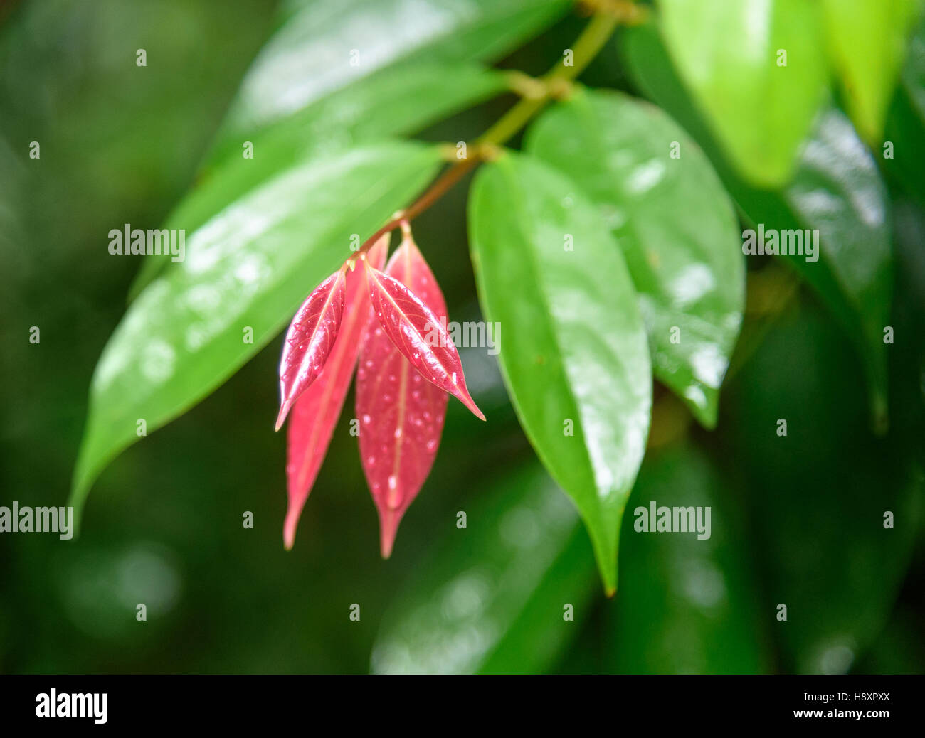Padan leaves hi-res stock photography and images - Alamy