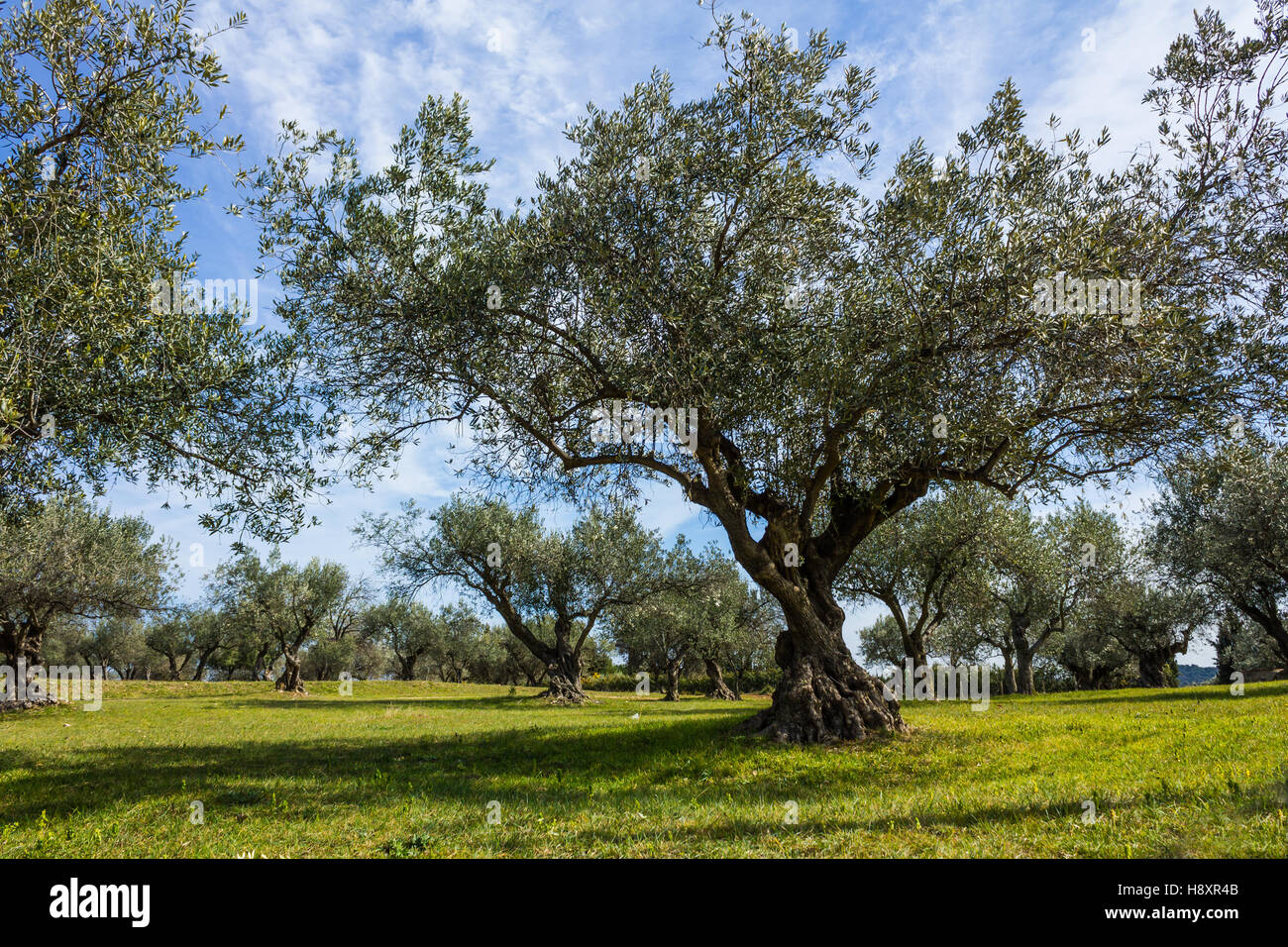 Olive tree plantation Stock Photo - Alamy