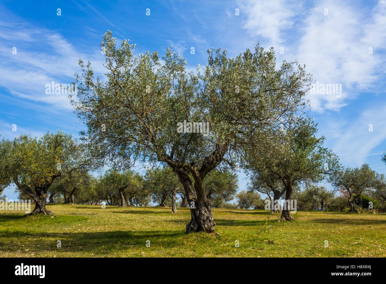 Olive tree forest hi-res stock photography and images - Alamy