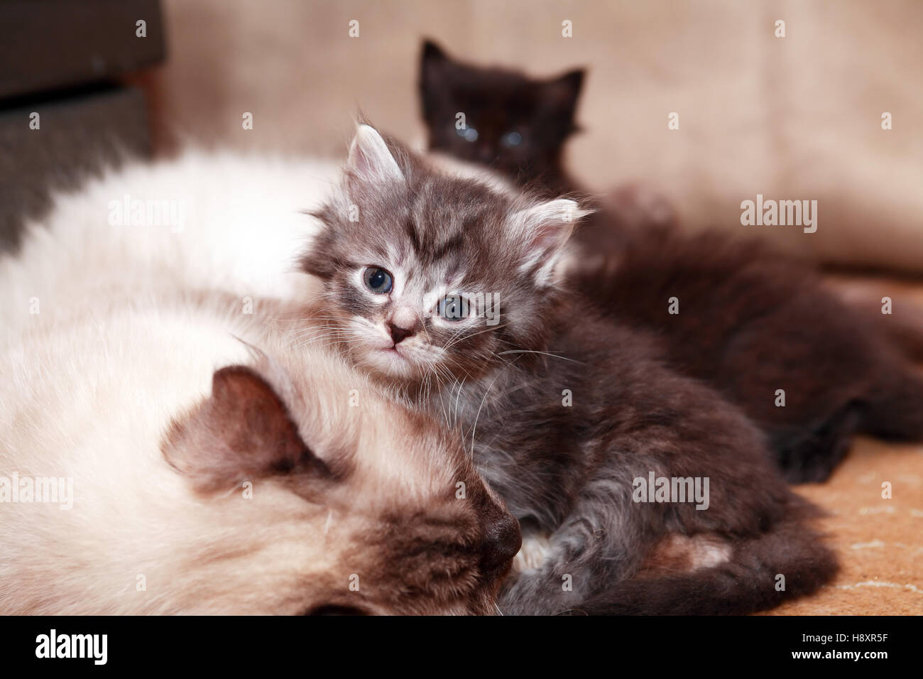 Family kitty hi-res stock photography and images - Alamy