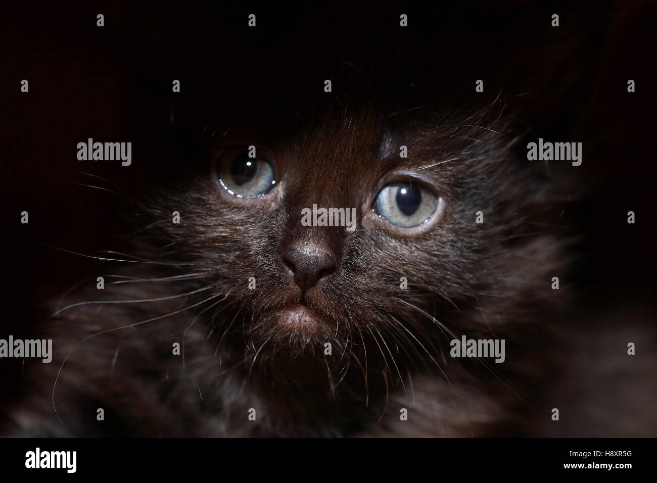 Kitty portrait. Closeup of nice small black kitty face Stock Photo - Alamy