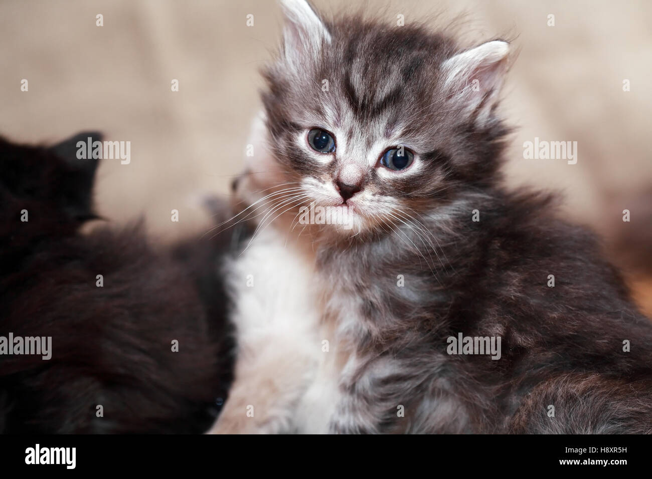 Kitty portrait. Closeup of nice small gray kitty Stock Photo - Alamy