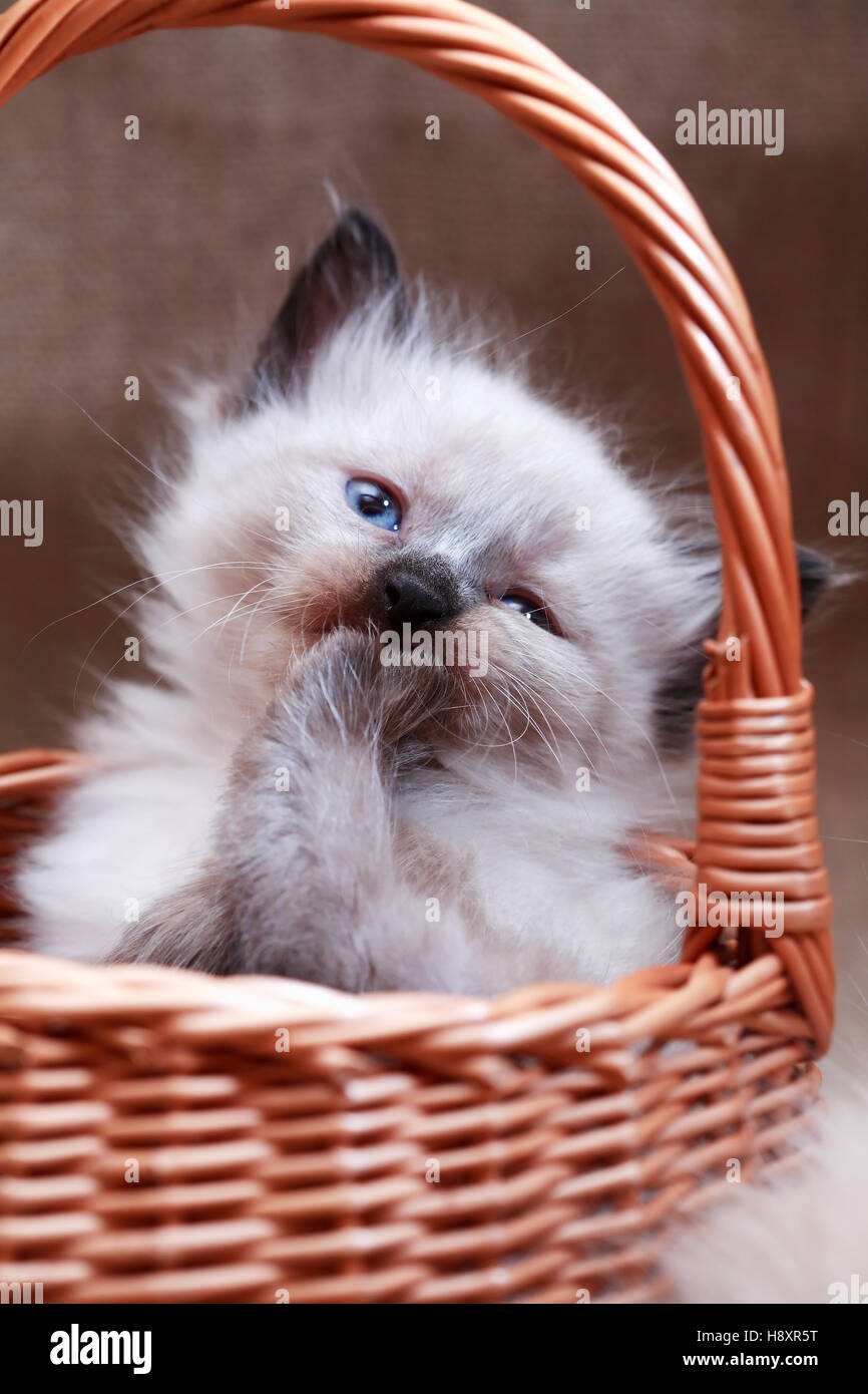 Nice small kitty in wicker basket on canvas background Stock Photo - Alamy