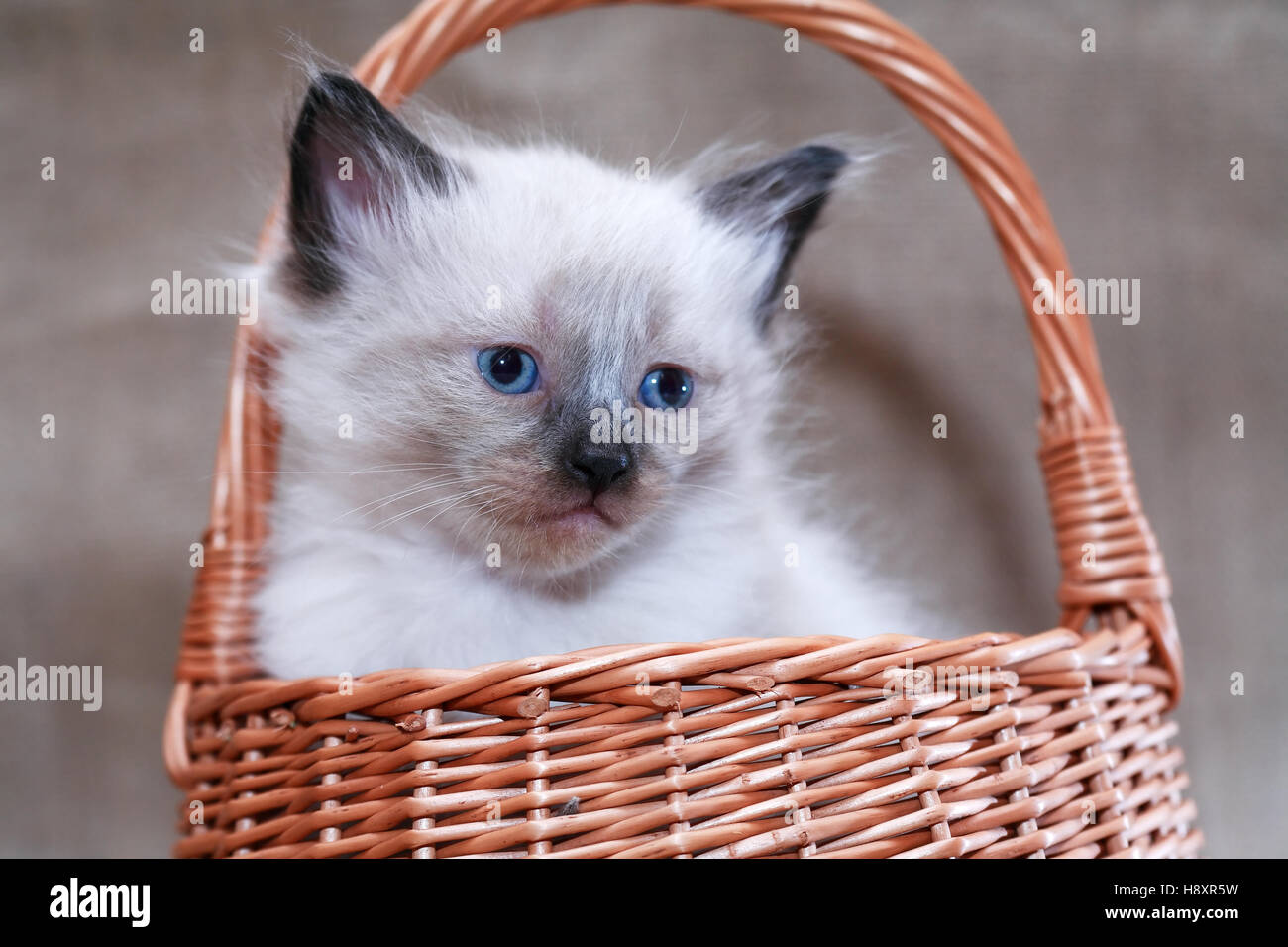 Small kitty hi-res stock photography and images - Alamy