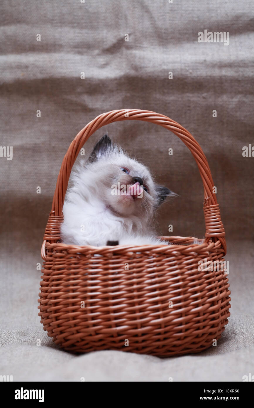 Small kitty hi-res stock photography and images - Alamy