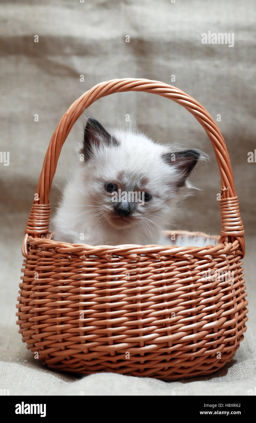 Nice small kitty in wicker basket on canvas background Stock Photo - Alamy