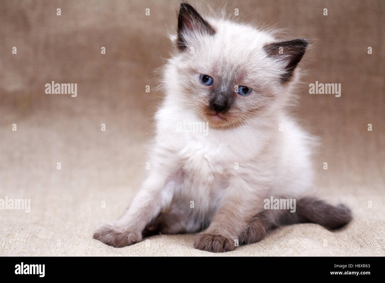 Nice small kitty on gray canvas background Stock Photo - Alamy