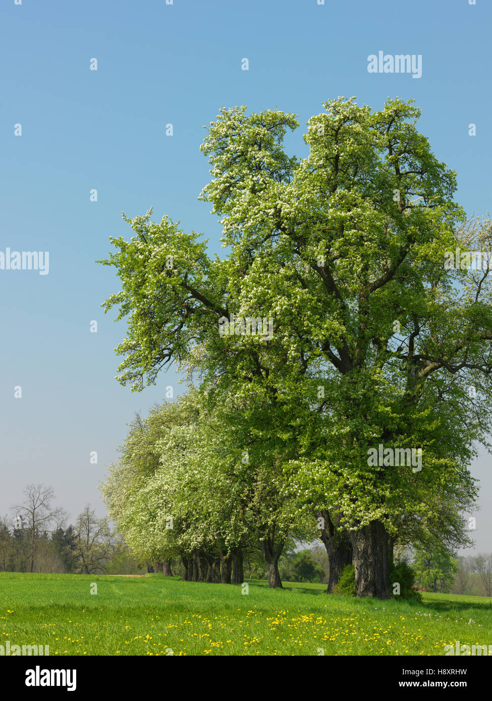Pear tree bloom mostviertel region hi-res stock photography and images ...