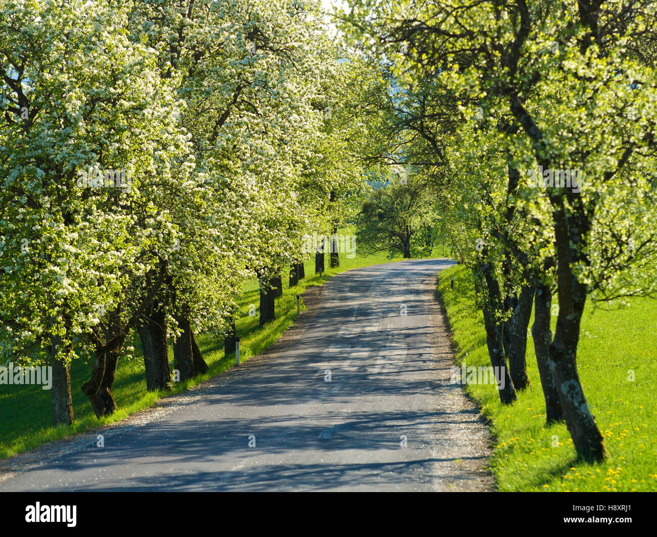 Pear trees, tree-lined road, bloom, Windhag, Mostviertel Region, Lower ...