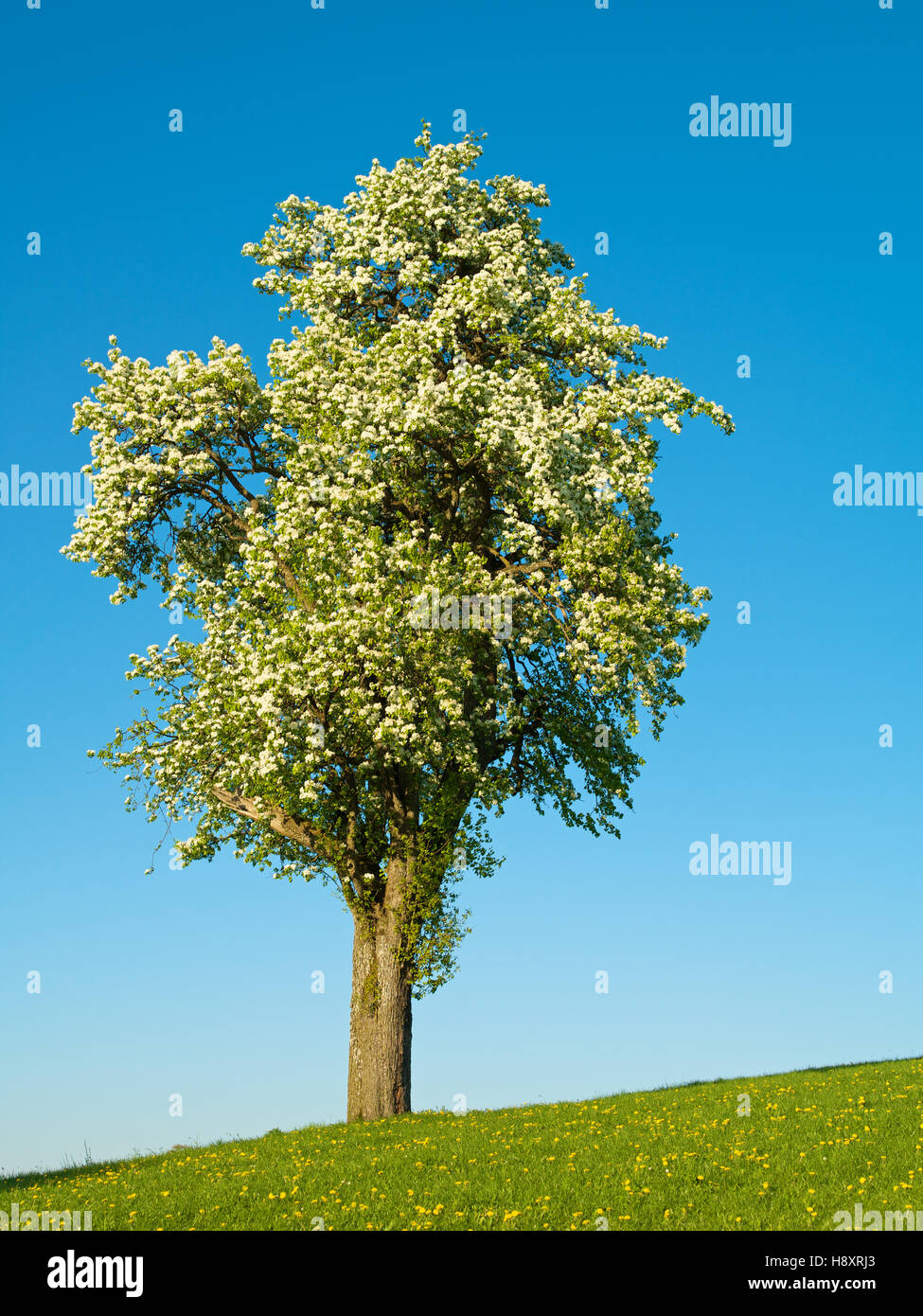Pear tree bloom mostviertel region hi-res stock photography and images ...