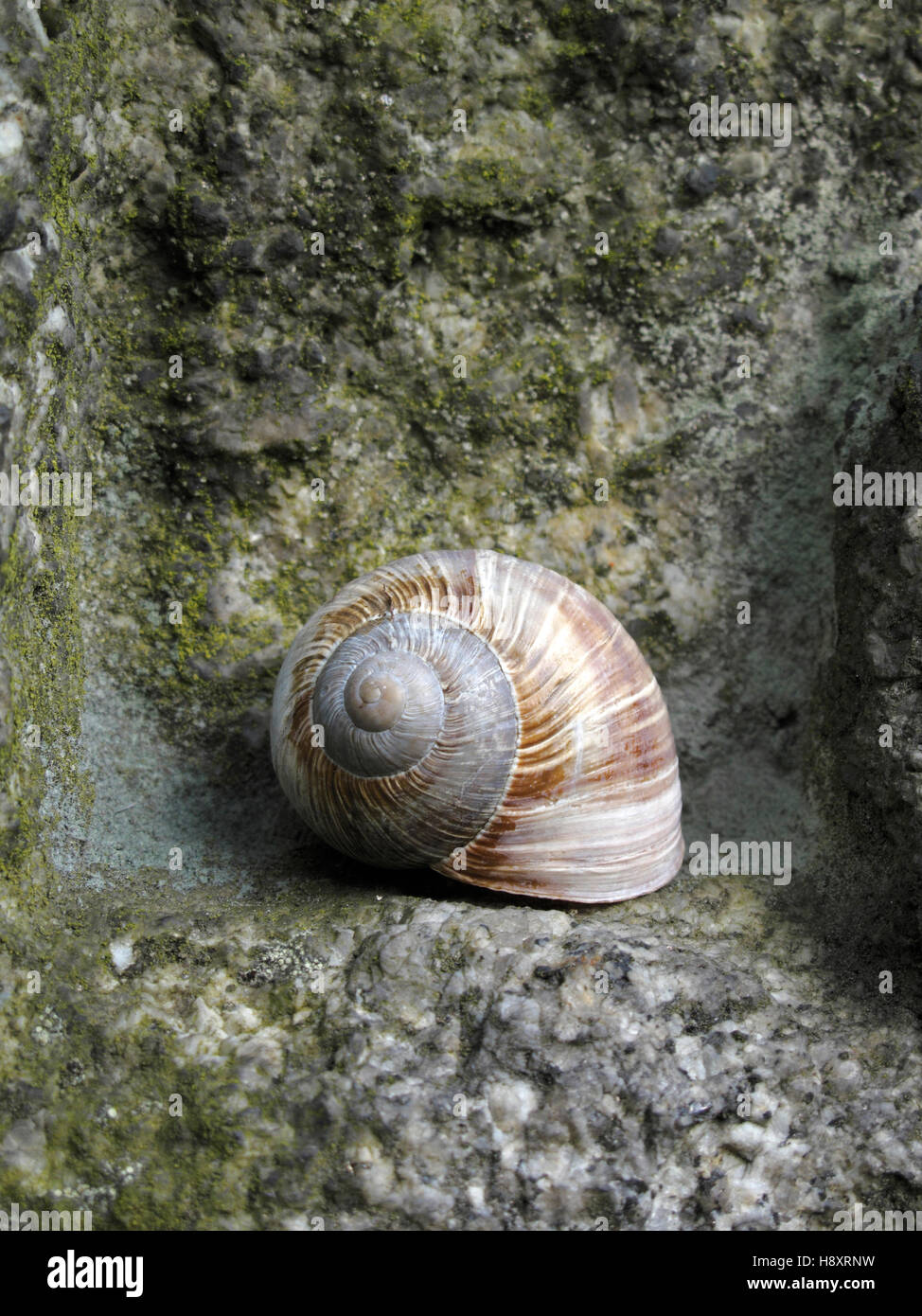 Snailshell of a Roman Snail on a granite rock Stock Photo - Alamy