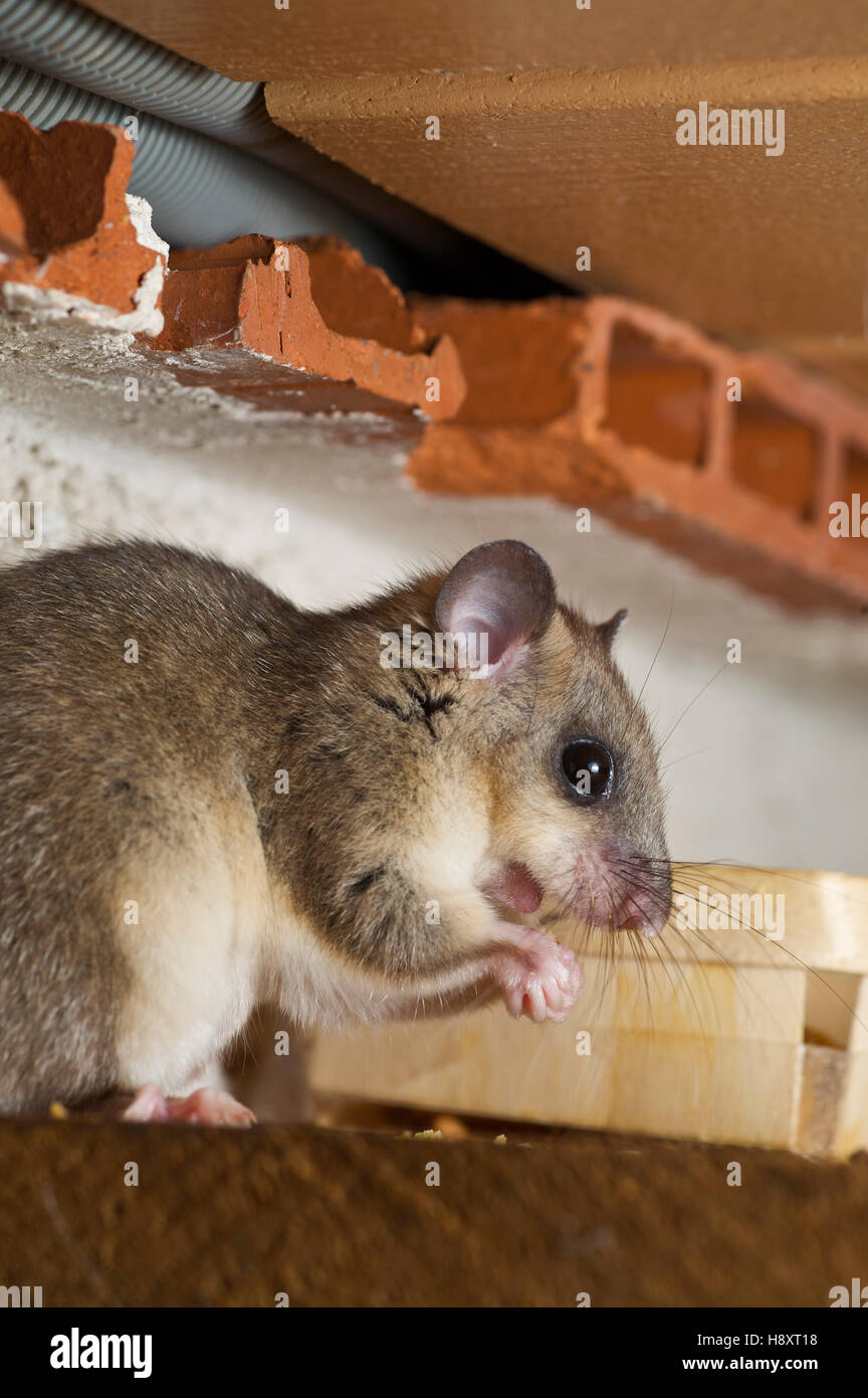 Edible or Fat dormouse (Myoxus glis) in a house Stock Photo - Alamy