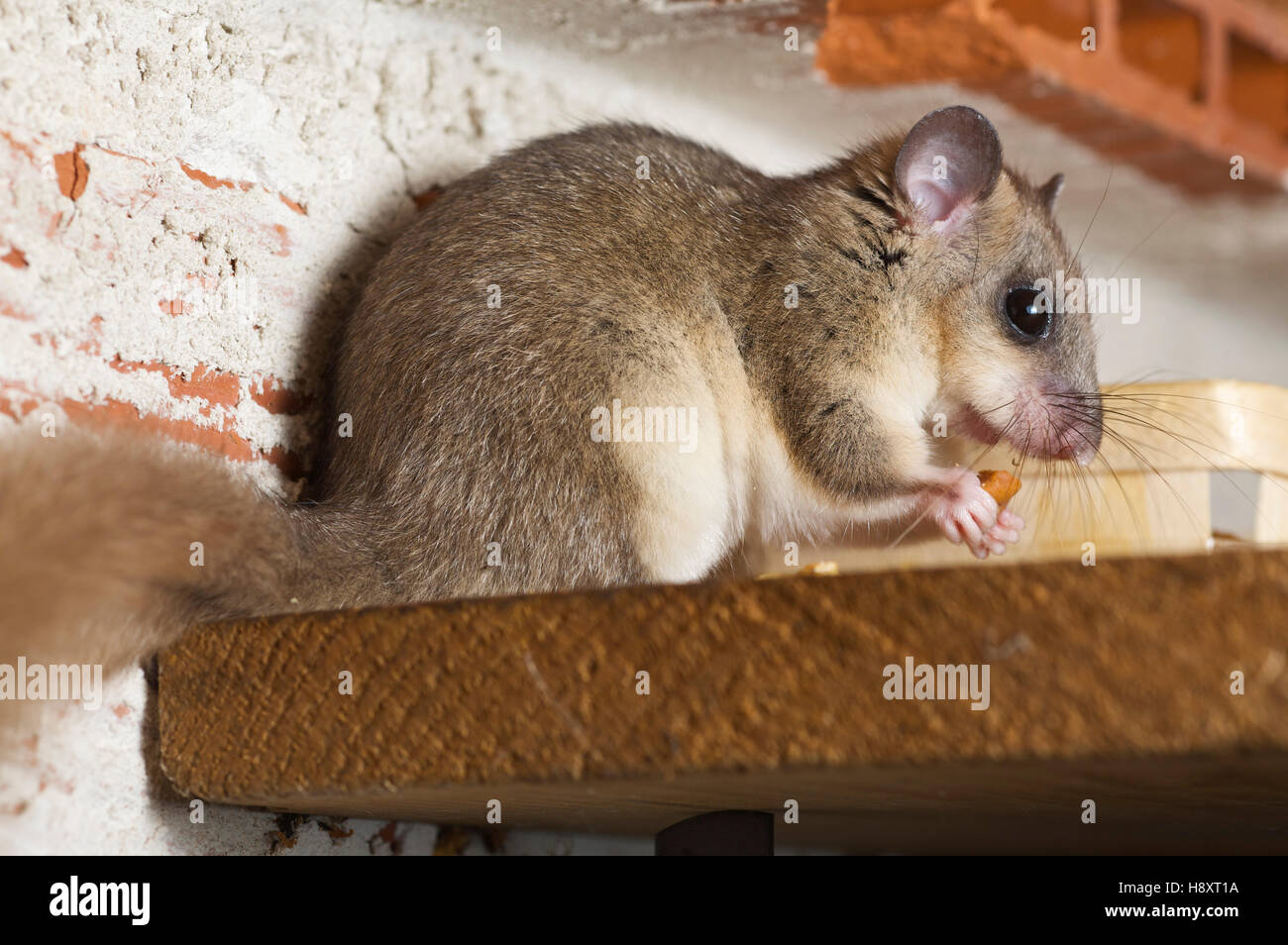 Edible or Fat dormouse (Myoxus glis) in a house Stock Photo - Alamy