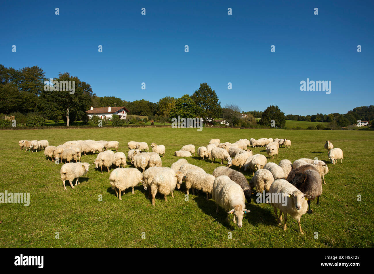 Sheep in basque country hi-res stock photography and images - Alamy