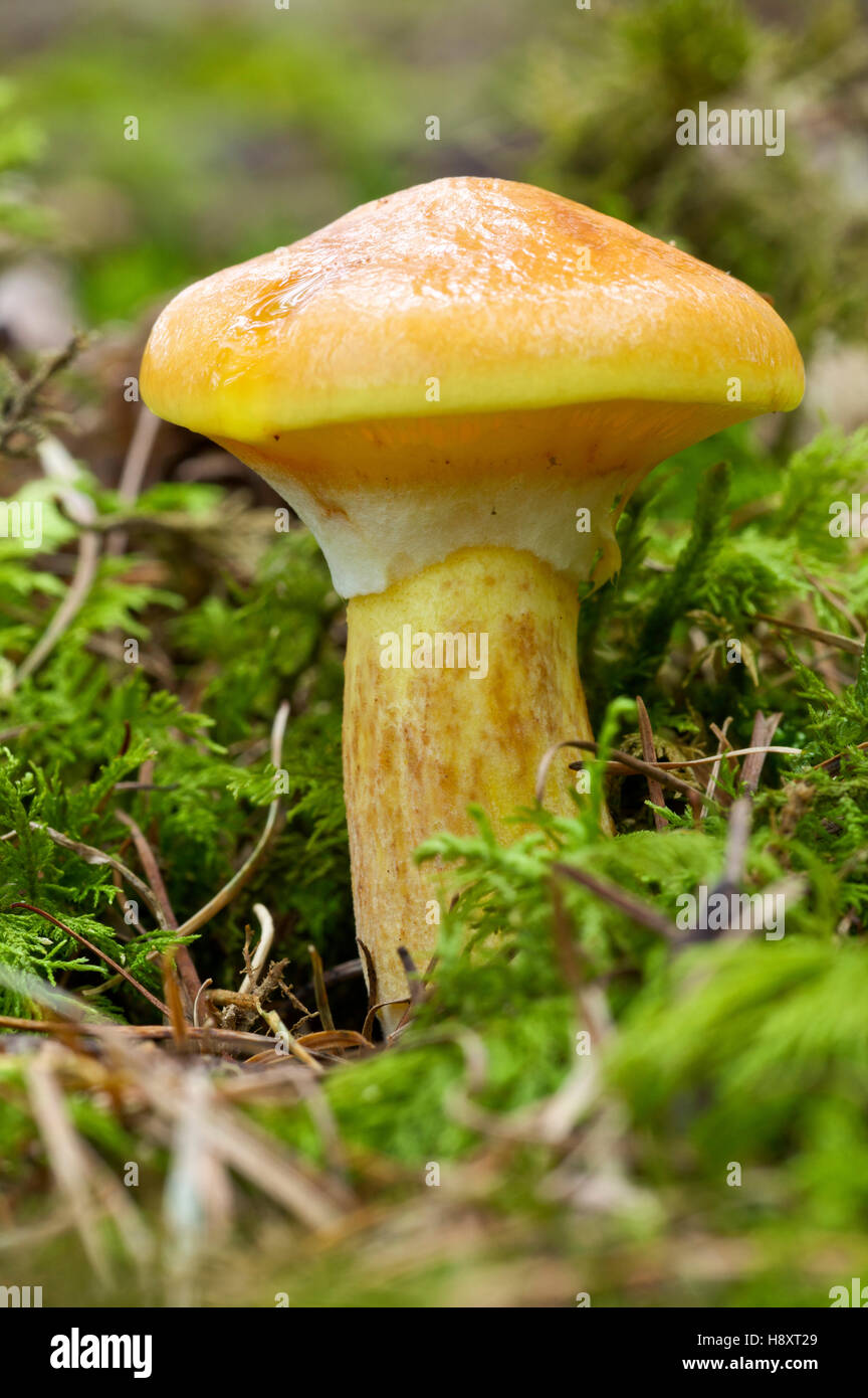 Larch bolete (Suillus grevillei), Basque Country, France, Europe Stock ...
