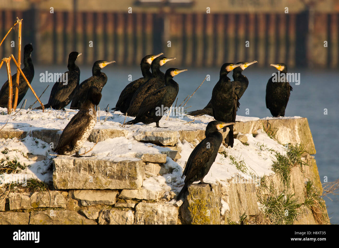 Great cormorant colony (Phalacrocorax carbo), Adour river, Basque ...