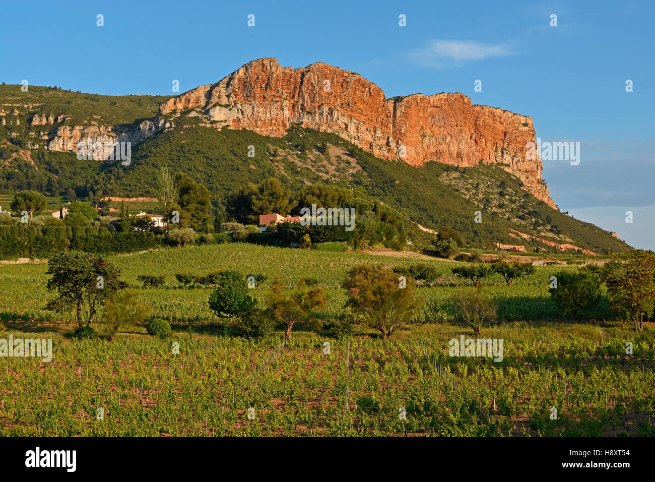 Vineyards with Soubeyranes cliffs, Cassis, Bouches-du-Rhône, Provence ...