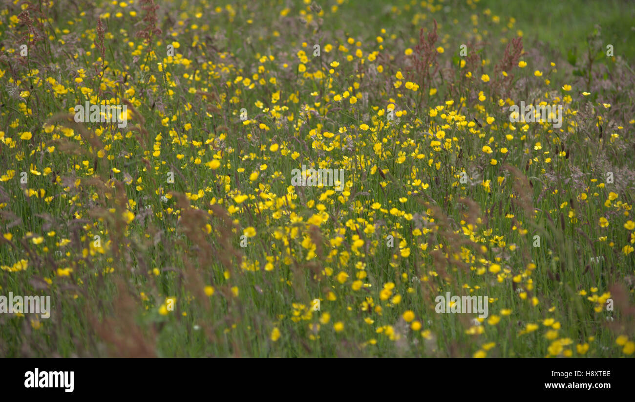 Scottish wild meadow flower background grasses and weeds Stock Photo ...
