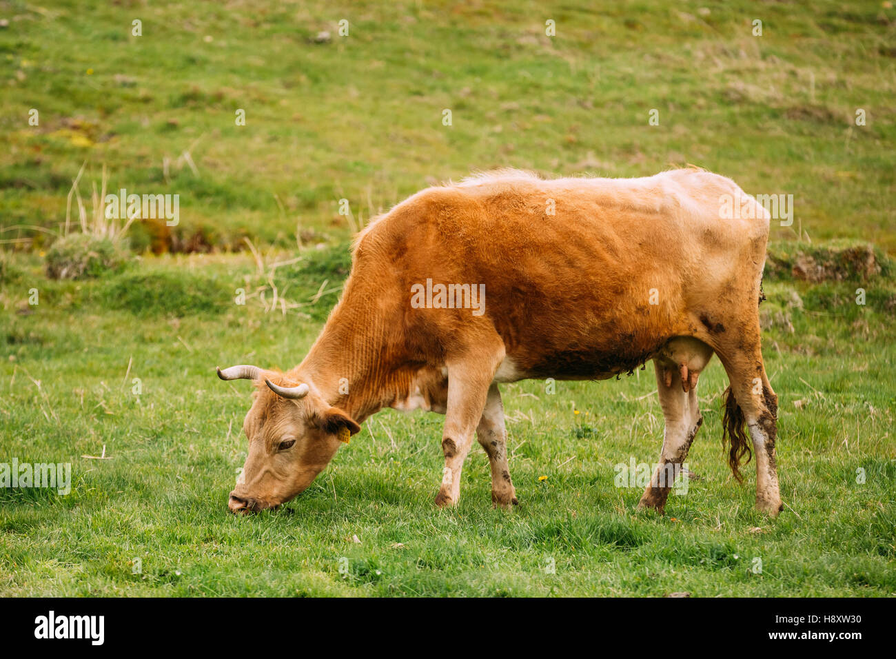 Dirty cow hi-res stock photography and images - Alamy