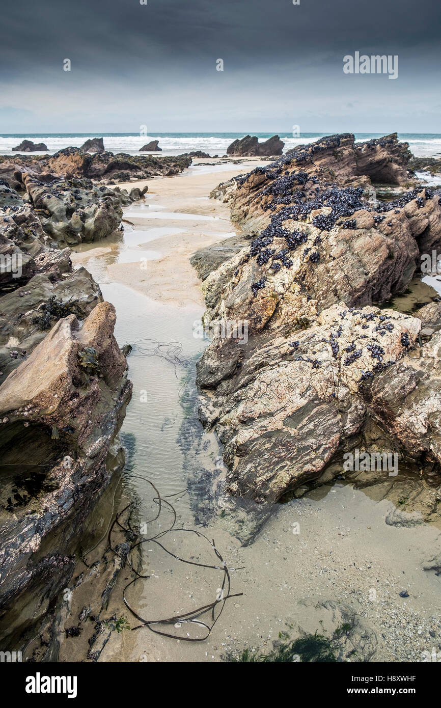 Rocks covered with common mussels exposed at low tide on Little Fistral ...