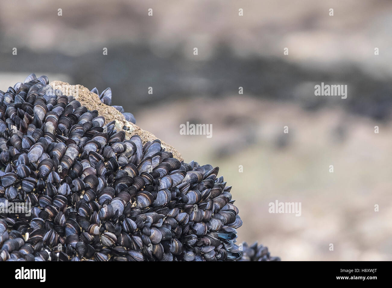 A bed of common mussels. Mytilus edulis Stock Photo - Alamy
