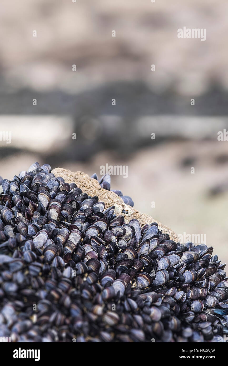 Common mussels hi-res stock photography and images - Alamy