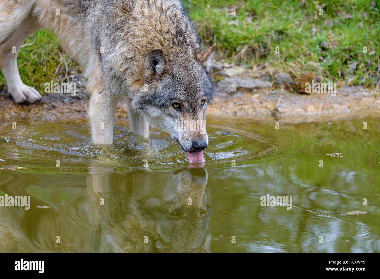 Gray Wolves Drinking Water
