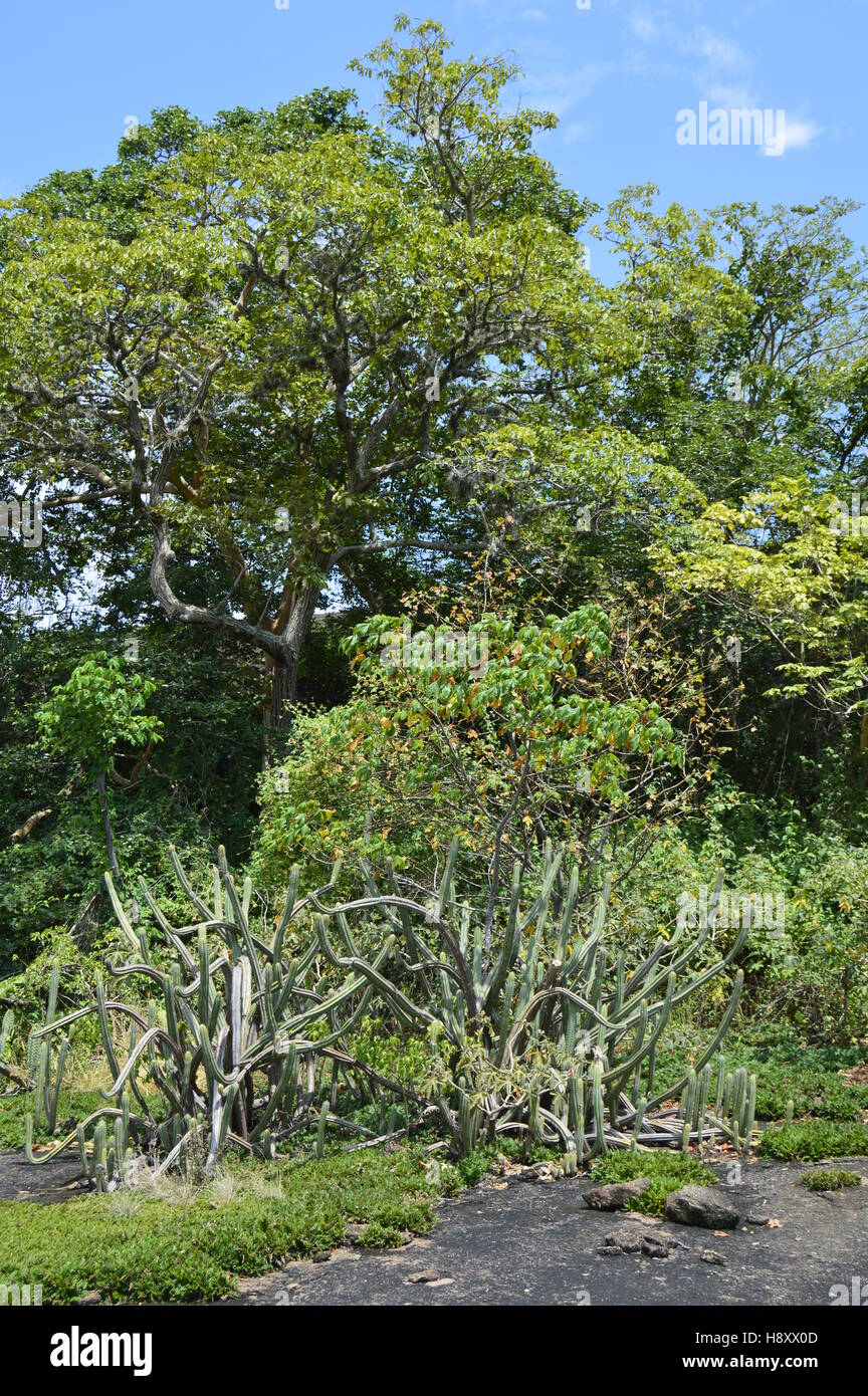 Landscape with abundant tropical vegetation Stock Photo - Alamy