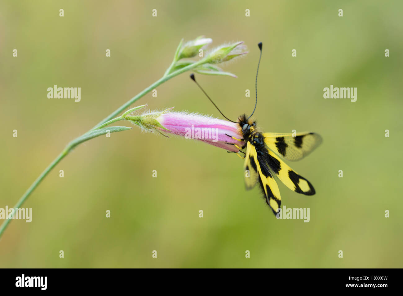 Oestliches Schmetterlingshaft, Libelloides macaronius, Ascalaphid ...