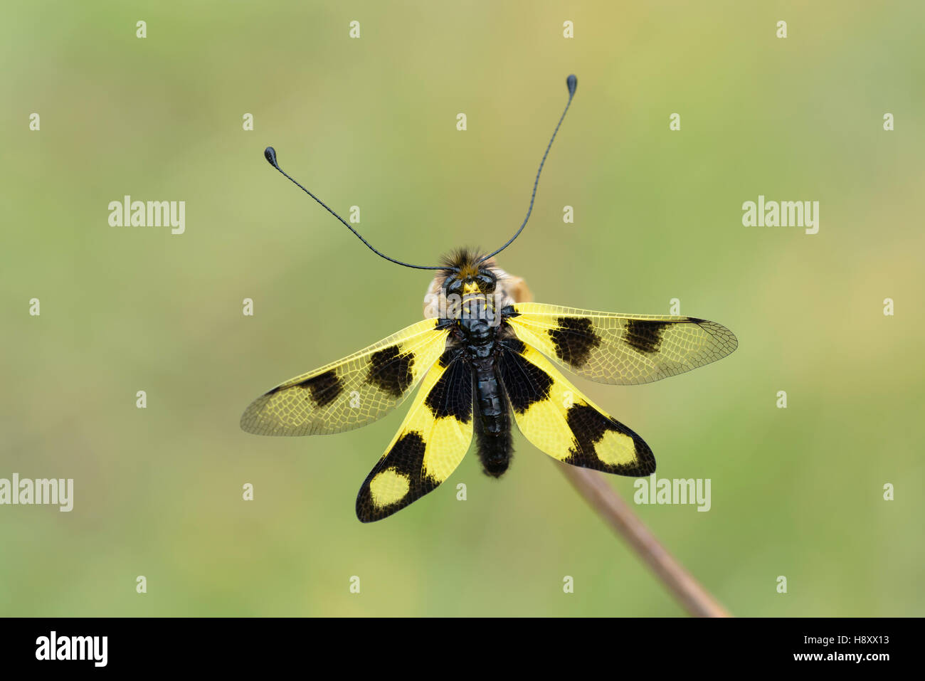 Libelloides High Resolution Stock Photography and Images - Alamy