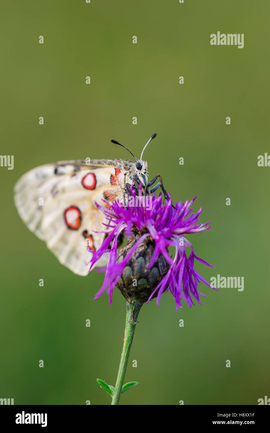 Roter Apollofalter Weibchen, Parnassius apollo lithographicus, Female ...