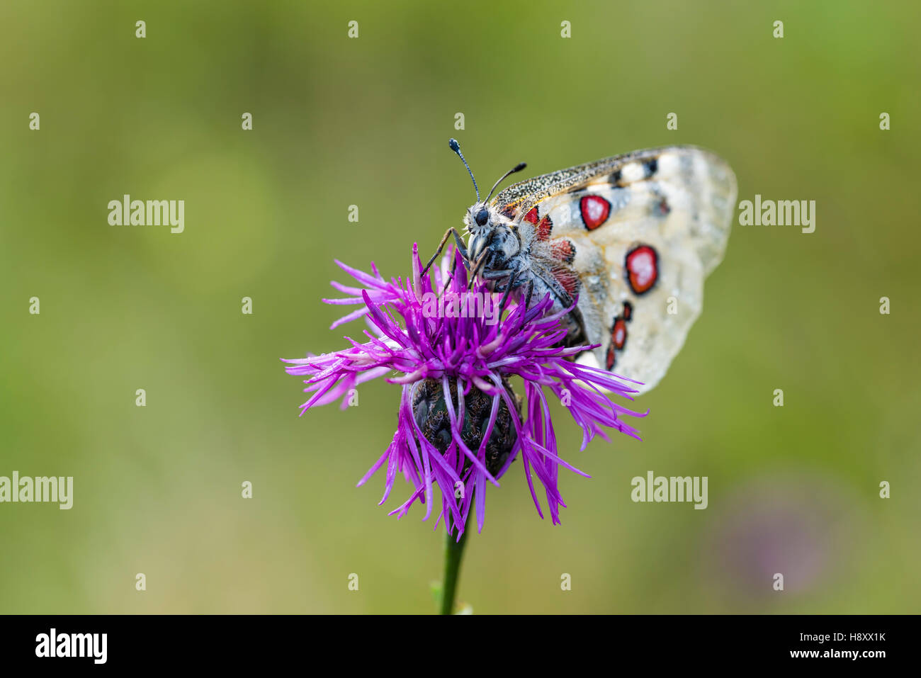 Roter Apollofalter Weibchen, Parnassius apollo lithographicus, Female ...