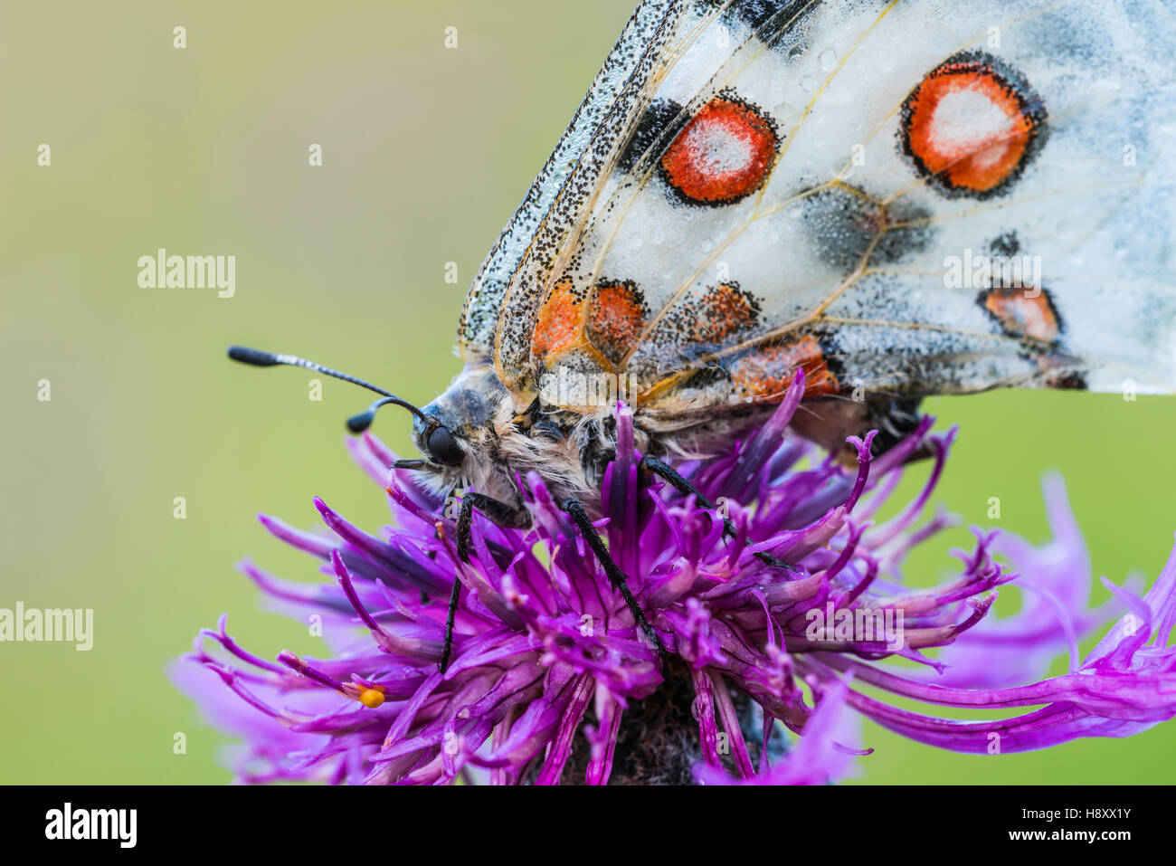 Roter Apollofalter Weibchen, Parnassius apollo lithographicus, Female ...