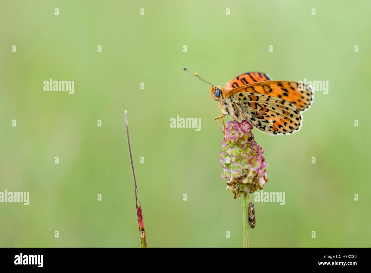Roter Scheckenfalter, Melitaea didyma, The spotted fritillary or red ...