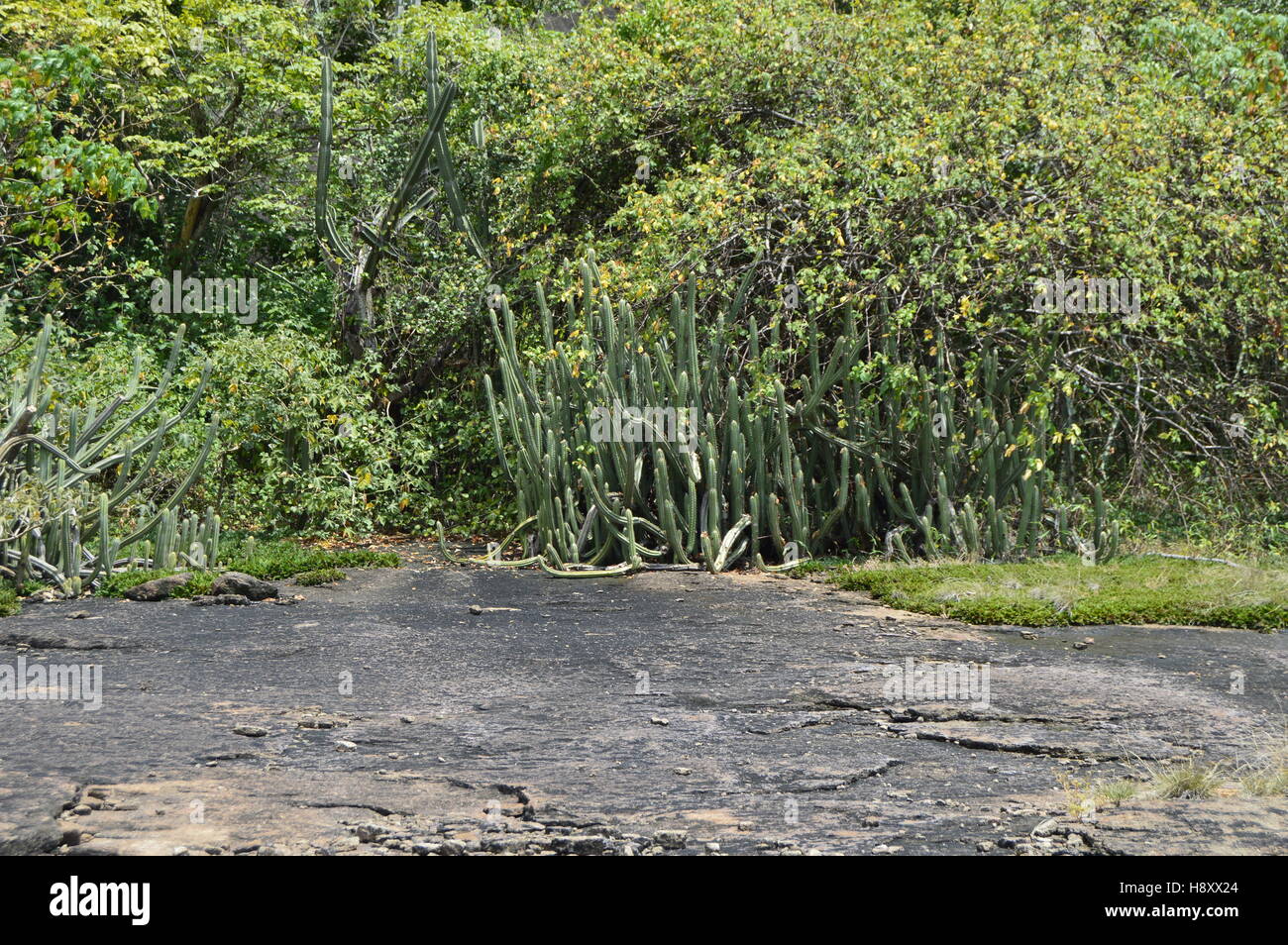 Landscape with abundant tropical vegetation Stock Photo - Alamy
