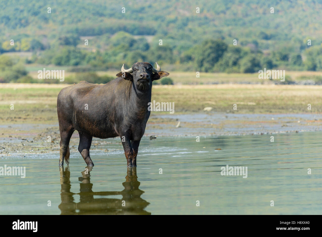 Wasserbueffel, Bubalis bubalis, Water Buffalo Kerkini Lake, Greece ...