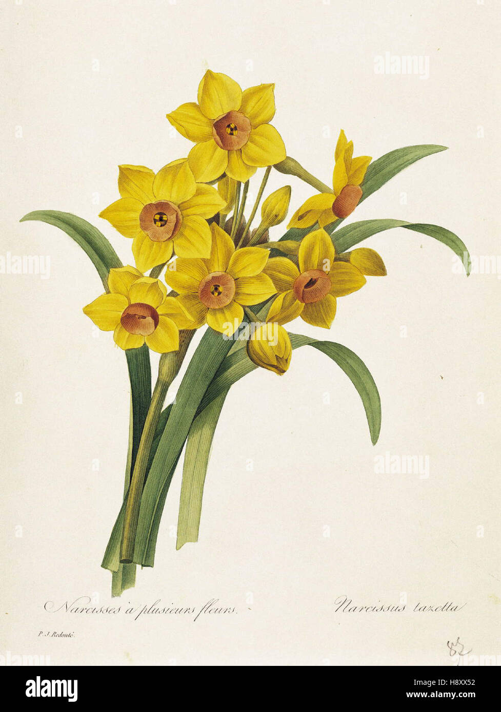 Pierre joseph redoute hi-res stock photography and images - Alamy