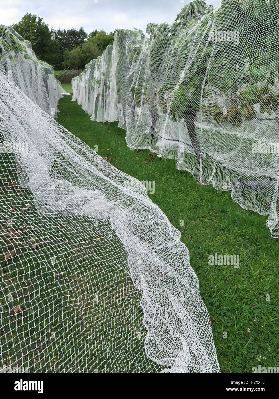 Villa Maria Vineyard New Zealand High Resolution Stock Photography and ...