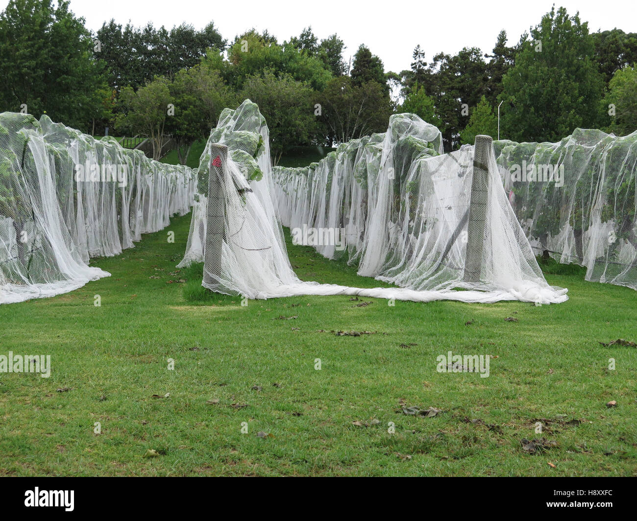 Villa Maria Winery, Auckland, North Island, New Zealand. Showing the ...