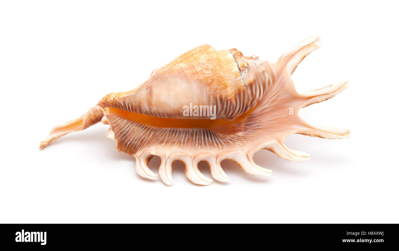 True conch hi-res stock photography and images - Alamy