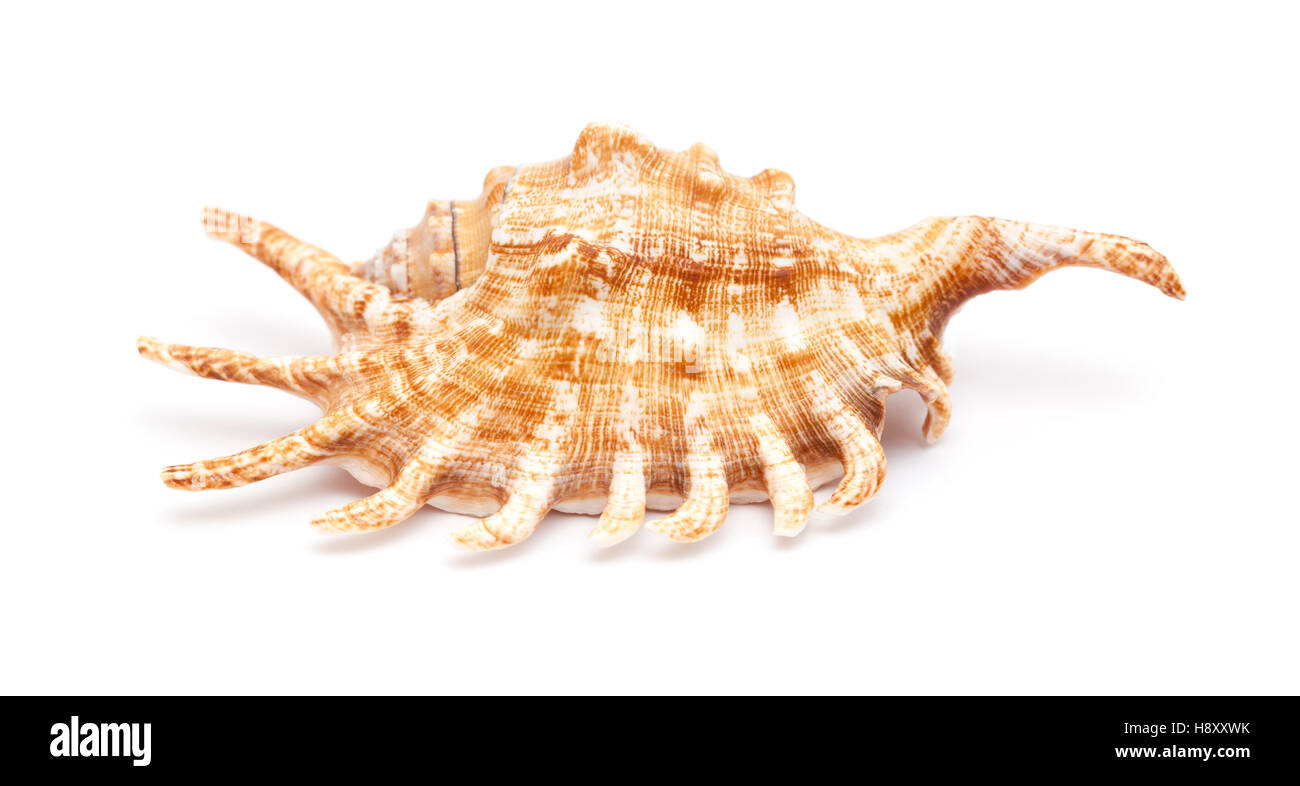 True conch hi-res stock photography and images - Alamy