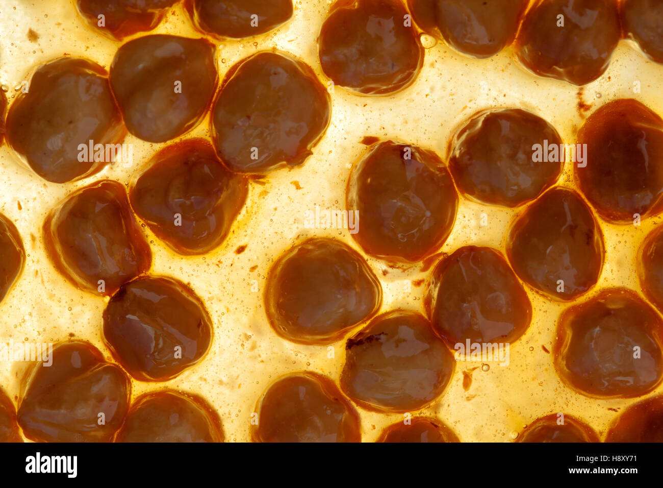 Nougatine Nougat Stock Photos & Nougatine Nougat Stock Images - Alamy