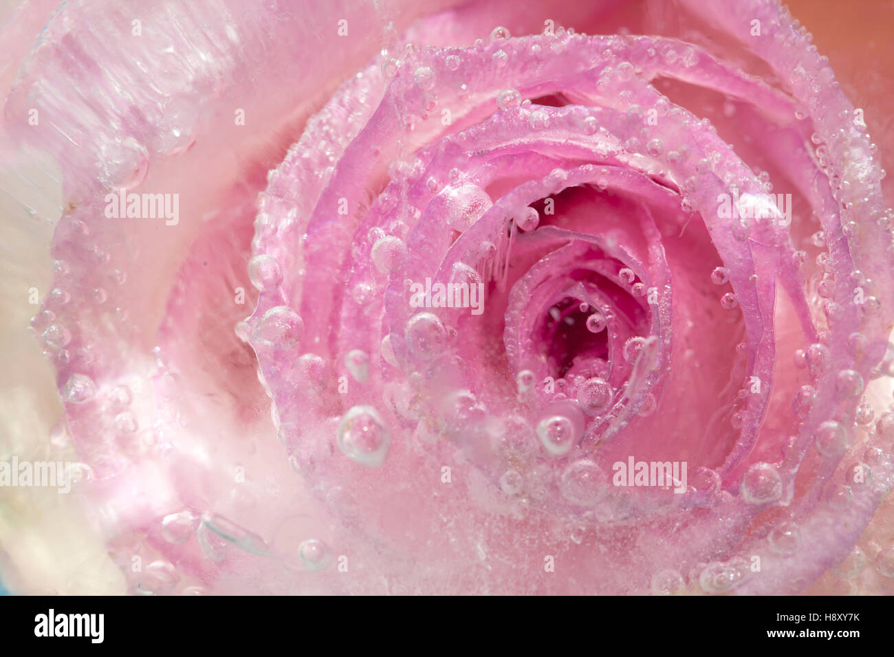 frozen flora art background, pink rose in ice Stock Photo - Alamy